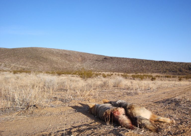 Guided Coyote Hunts in Arizona - Predator Exclusives