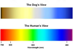 What do coyotes see? - Predator Exclusives