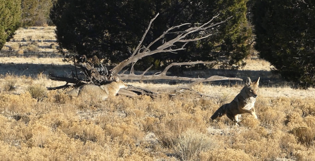 Guided Predator Hunts - Predator Exclusives