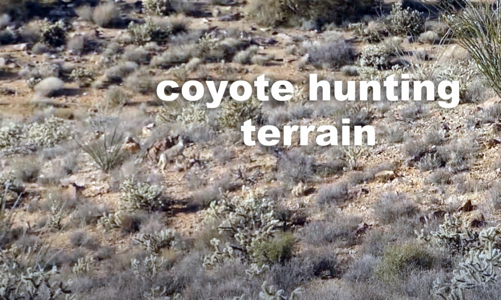 Guided Coyote Hunt Terrain - Predator Exclusives